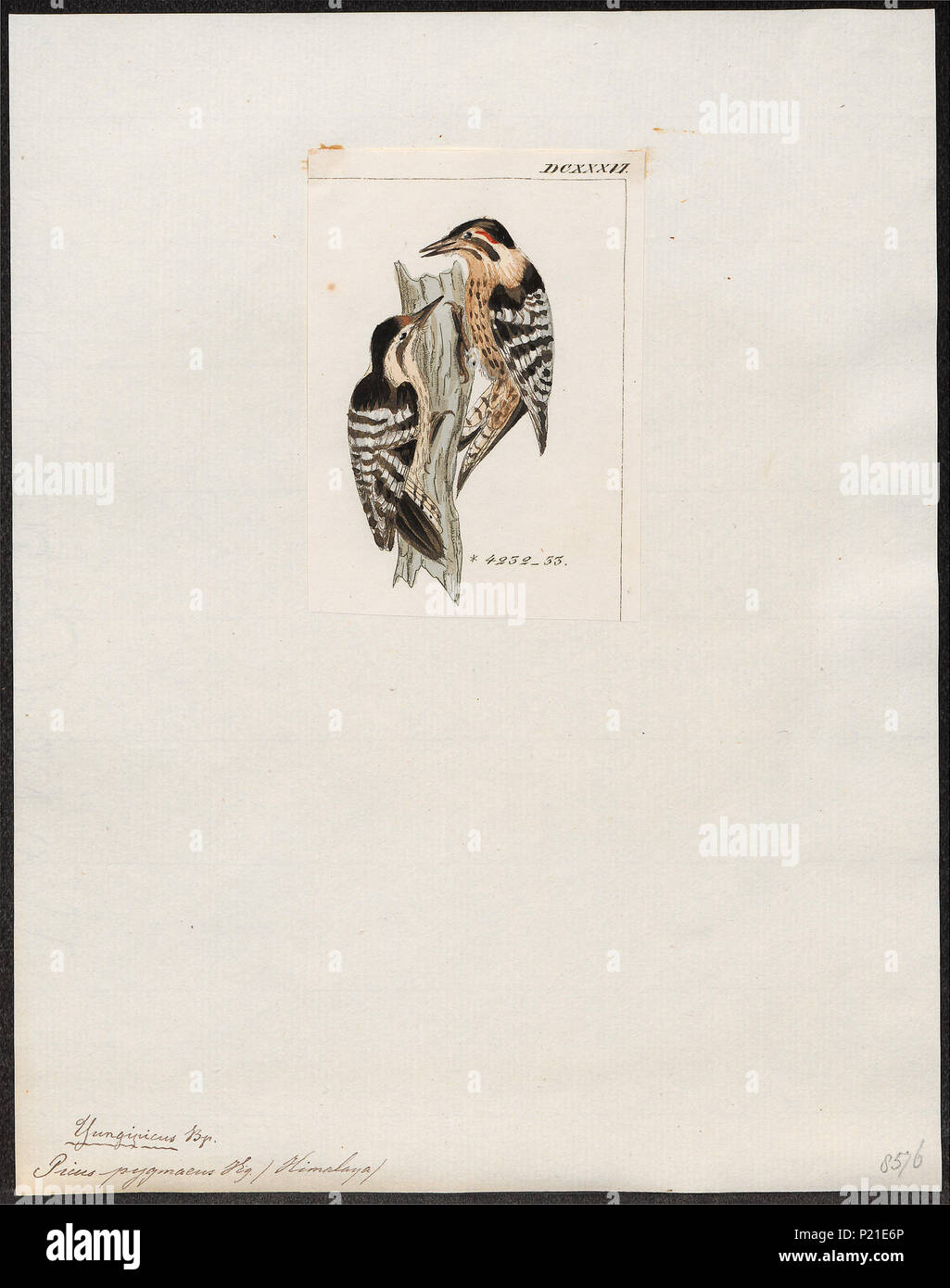 Picus pygmaeus hi-res stock photography and images - Alamy