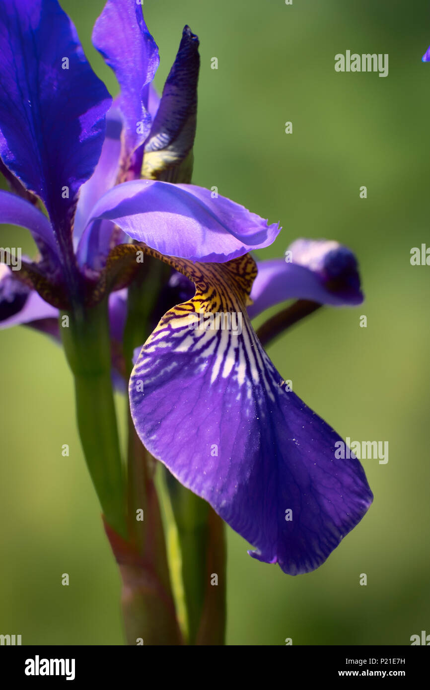 Deep blue wild iris flowering by the road in the village of Rivington ...