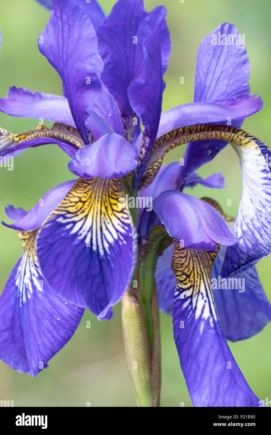 Deep blue sepals hi-res stock photography and images - Alamy