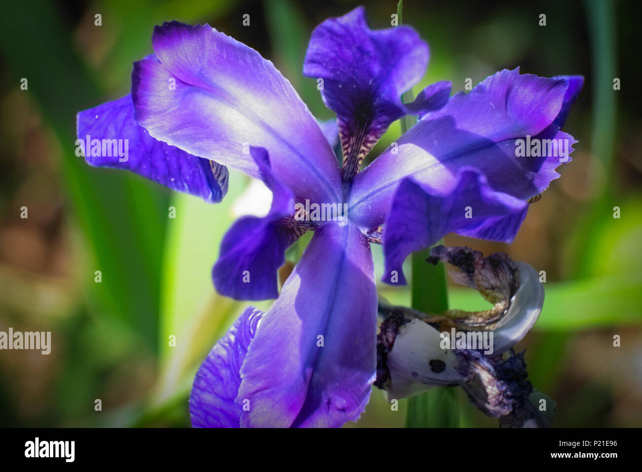 Deep blue wild iris flowering by the road in the village of Rivington ...