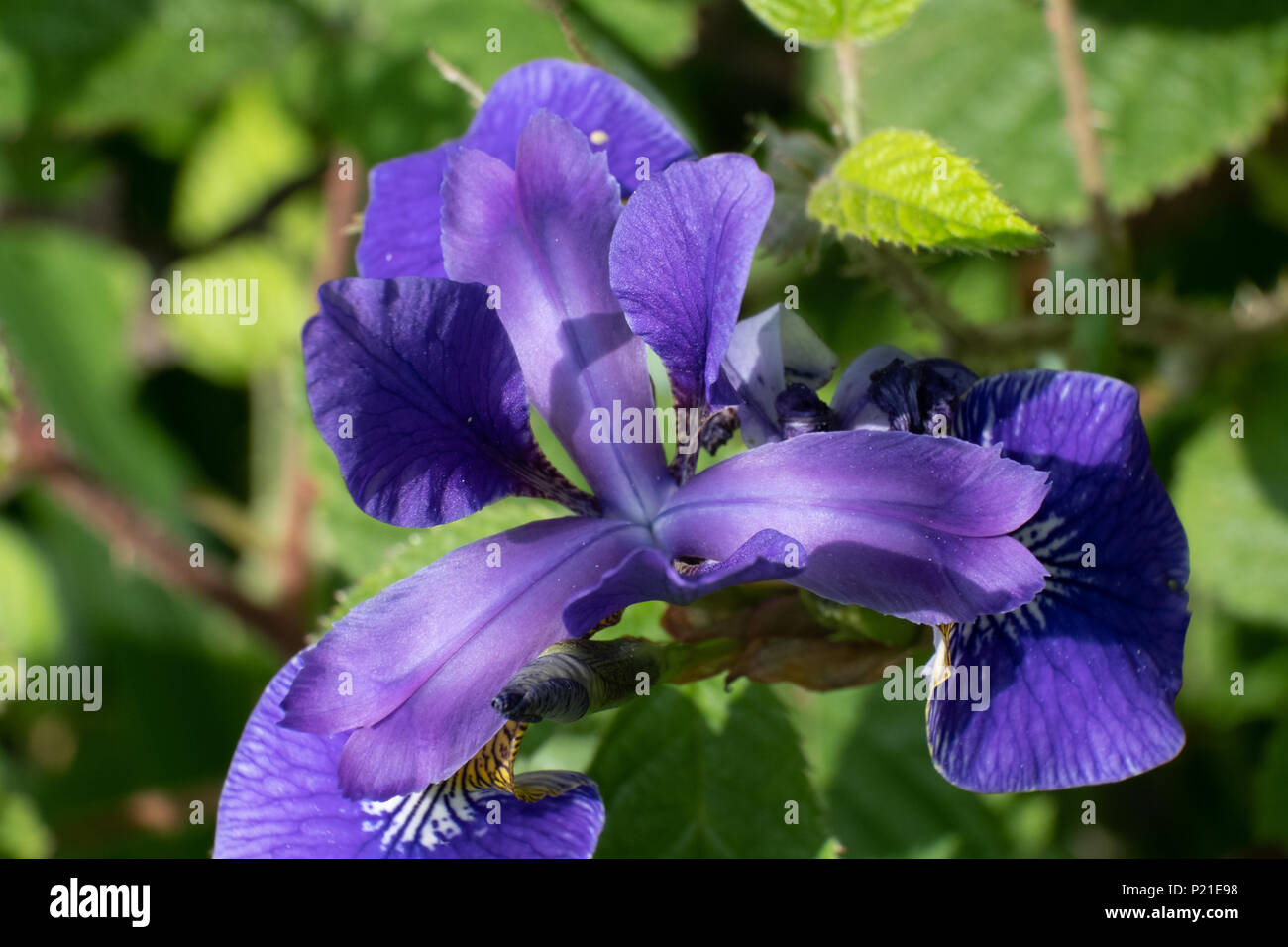 Deep blue wild iris flowering by the road in the village of Rivington ...