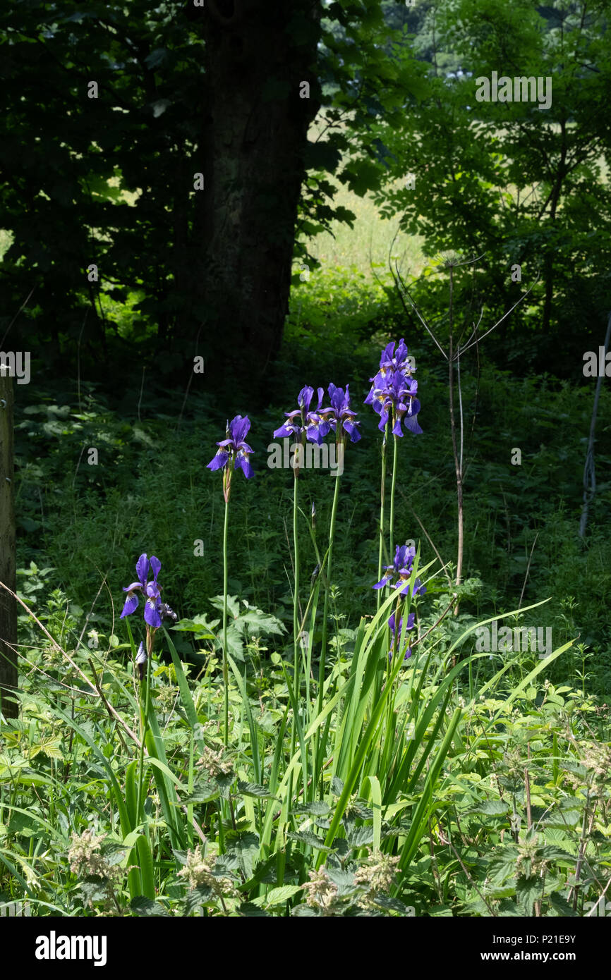 Deep blue wild iris flowering by the road in the village of Rivington ...