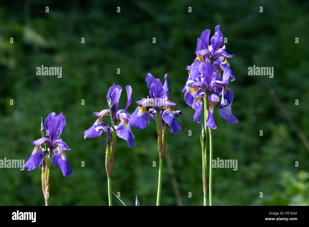 Deep blue wild iris flowering by the road in the village of Rivington ...