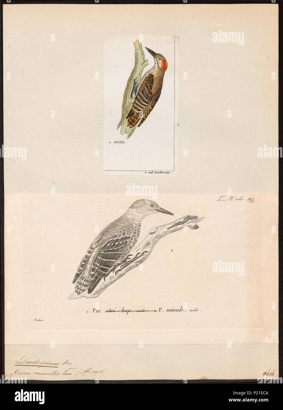 80 Dendropicus minutus - 1700-1880 - Print - Iconographia Zoologica ...