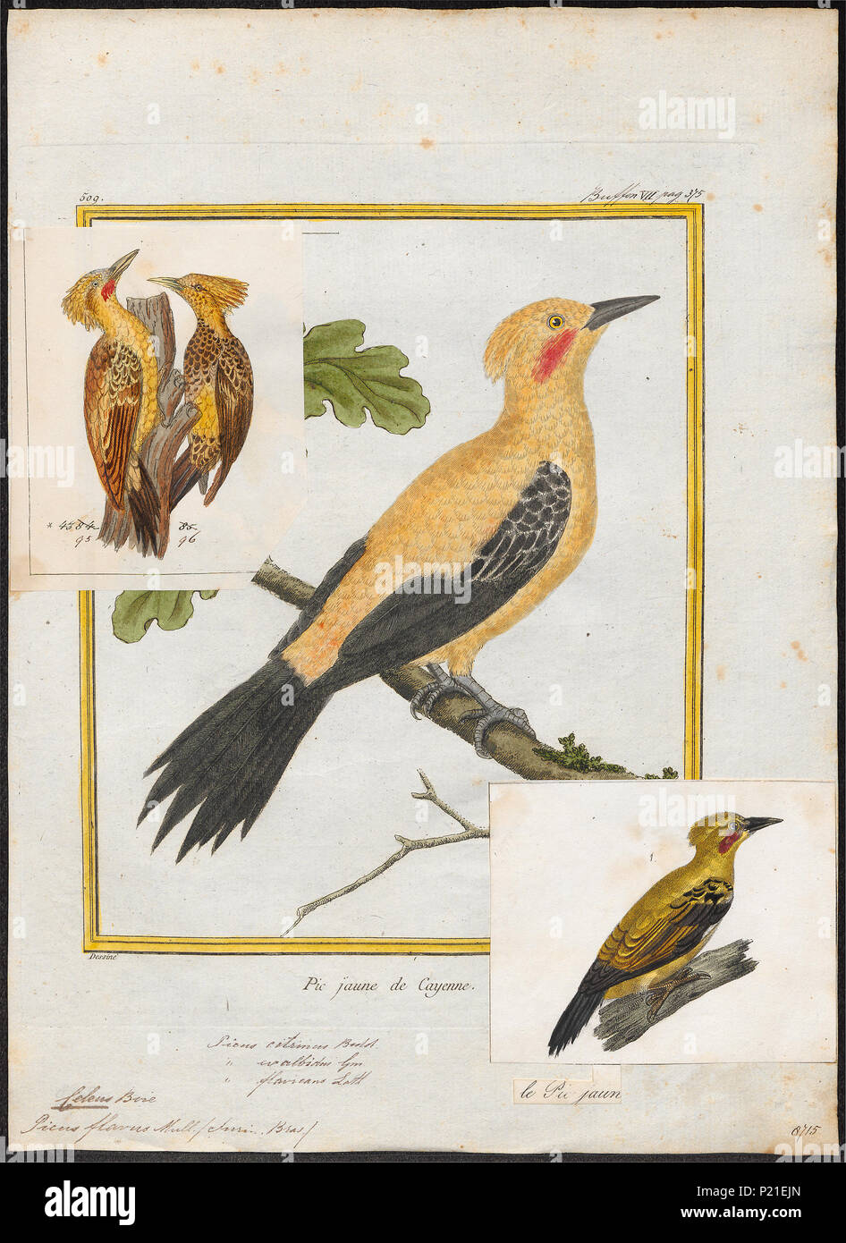 . Celeus flavus . between 1700 and 1880 55 Celeus flavus - 1700-1880 ...