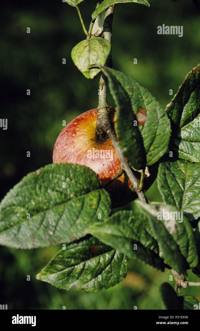 Manzana francesa hi-res stock photography and images - Alamy