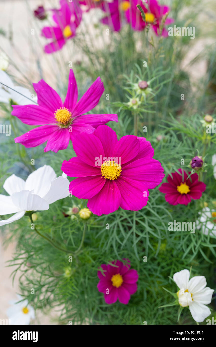 Cosmos Bipinnatus / Mexican Aster flowers. UK Stock Photo - Alamy