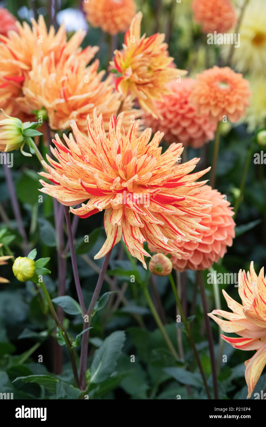 Dahlia 'Striped vulcan' flower. Cactus Dahlia on display at a flower ...