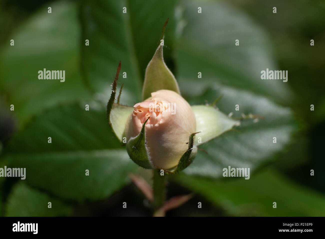 A budding rose in an English Garden. A perfect gift at home in any ...