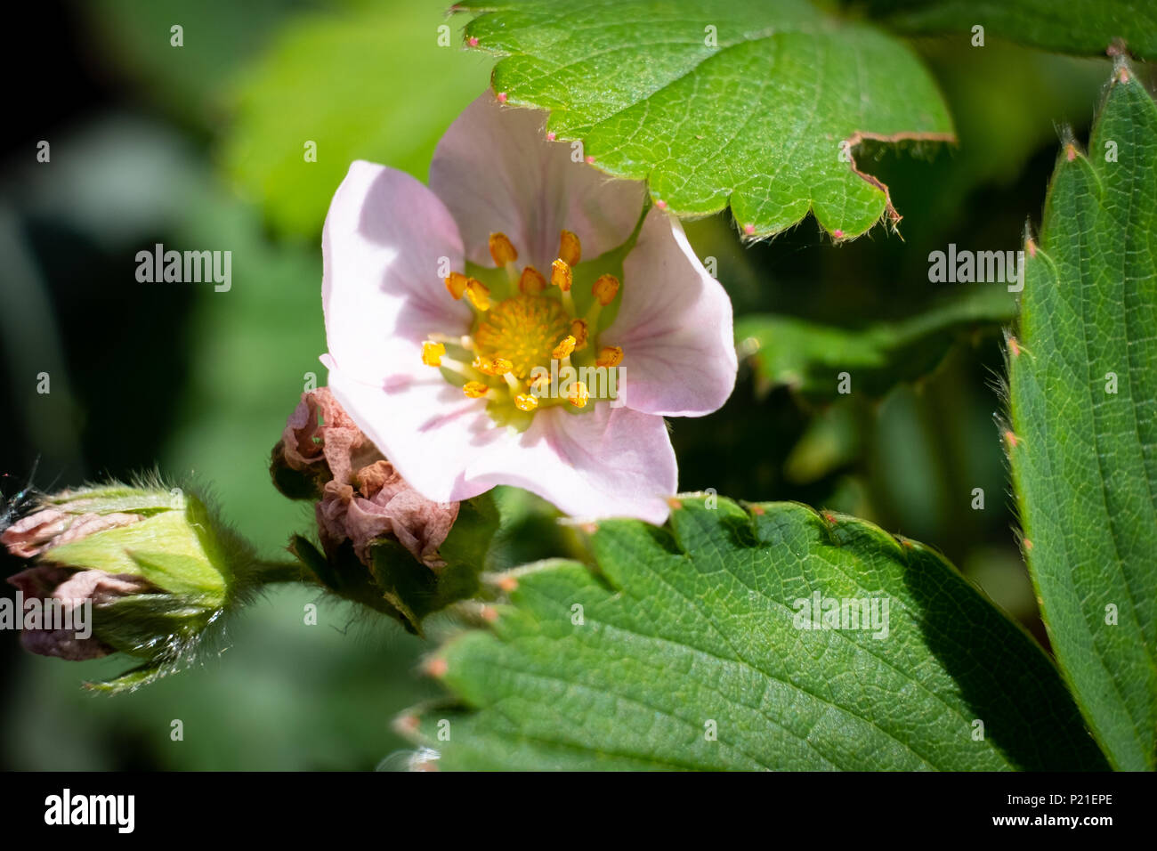 Home grown strawberries uk hi-res stock photography and images - Alamy