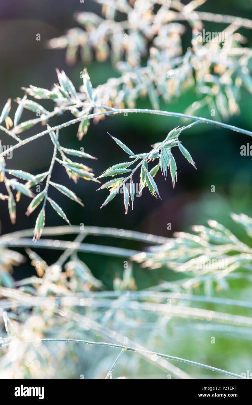 Festuca glauca hi-res stock photography and images - Alamy