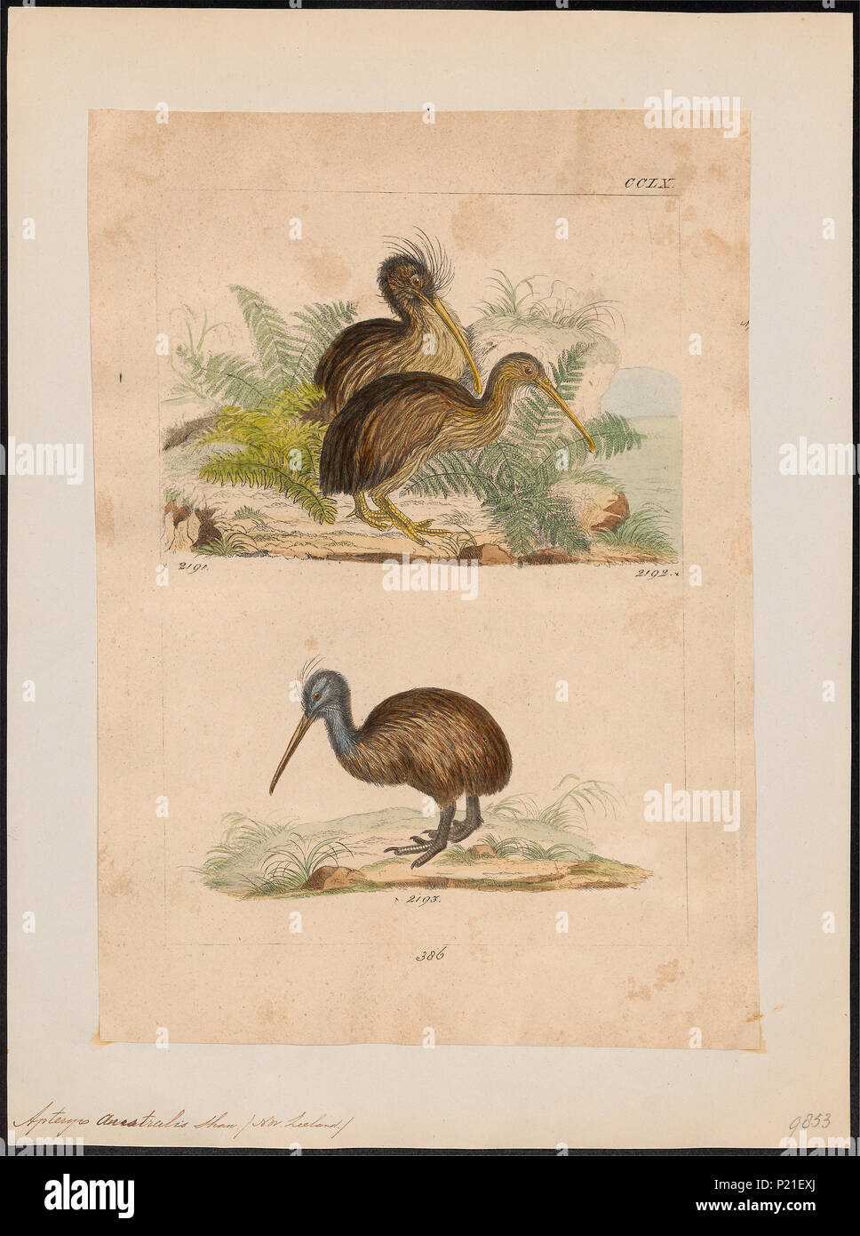 Apteryx Australis High Resolution Stock Photography and Images - Alamy