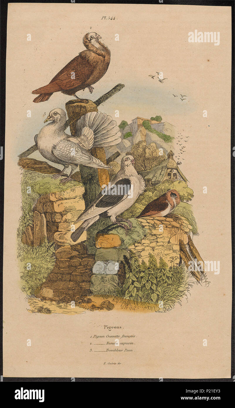. Columba livia . between 1833 and 1839 65 Columba livia - 1833-1839 ...