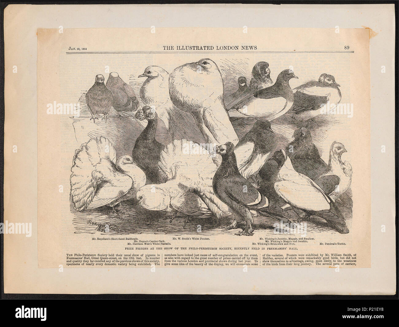 65 Columba livia - 1864 - Print - Iconographia Zoologica - Special ...