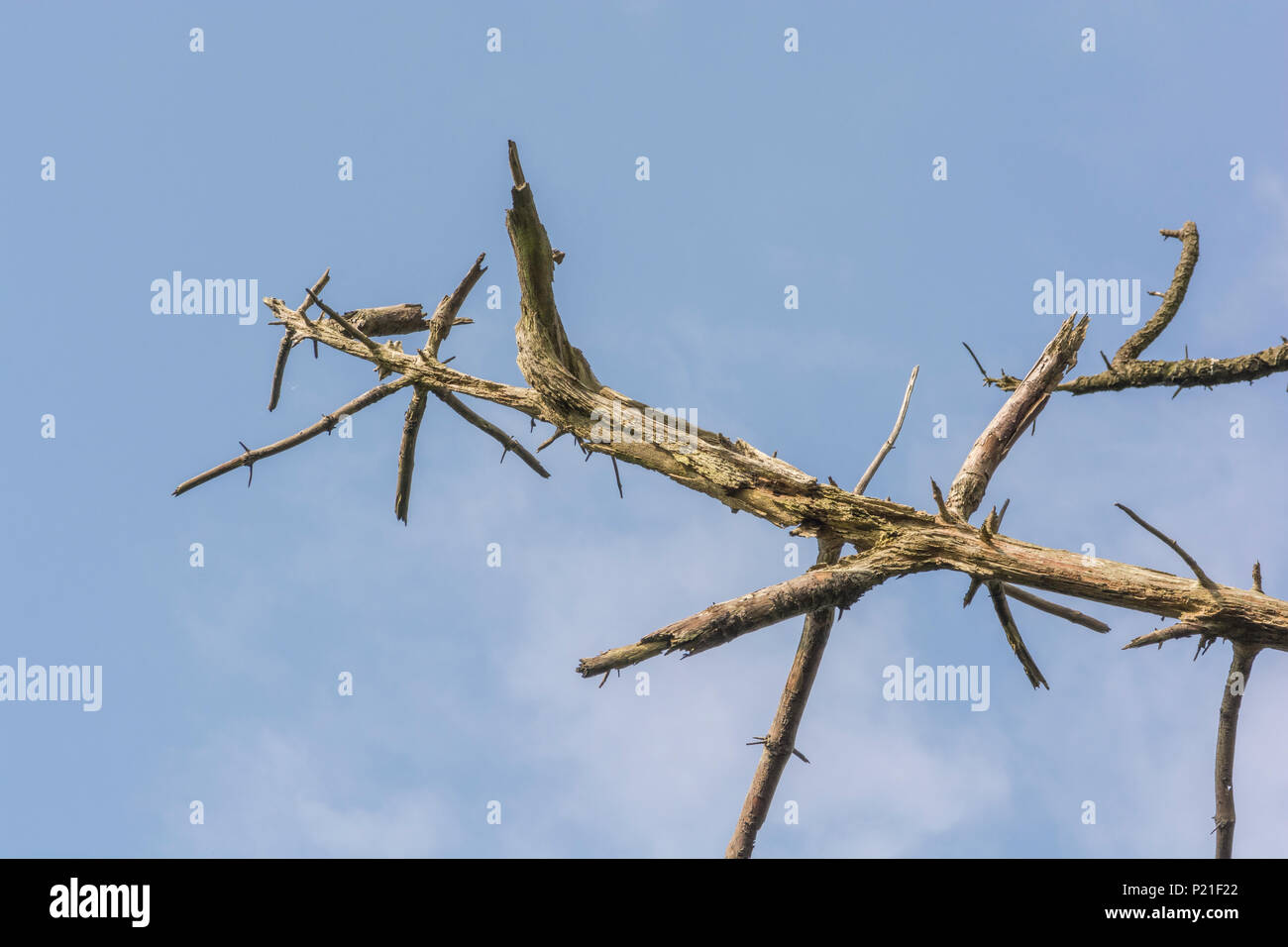 Skeletal branches of an old Monterey Pine / Pinus radiata against blue ...