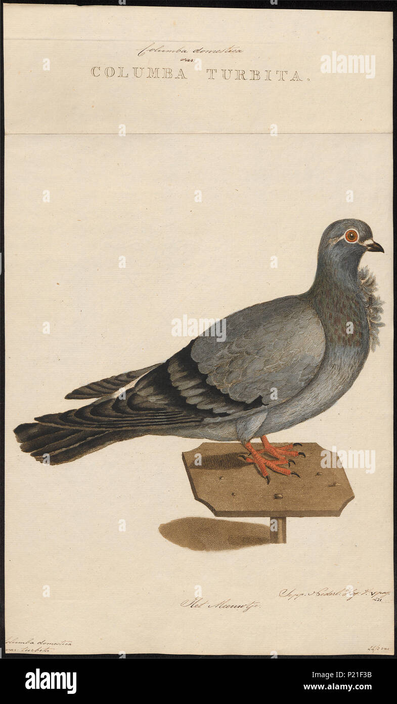 65 Columba domestica var. turbita - 1770-1829 - Print - Iconographia ...
