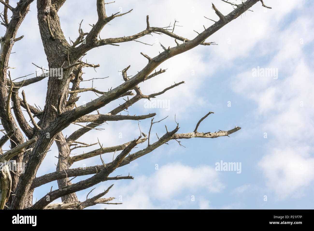 Skeletal branches of an old Monterey Pine / Pinus radiata against blue ...