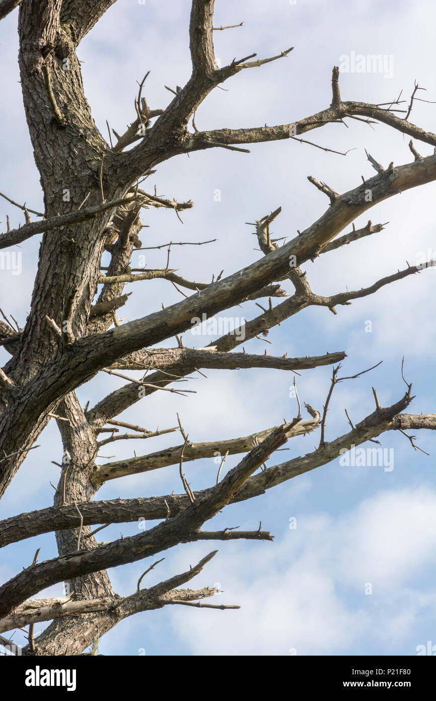 Skeletal branches of an old Monterey Pine / Pinus radiata against blue ...