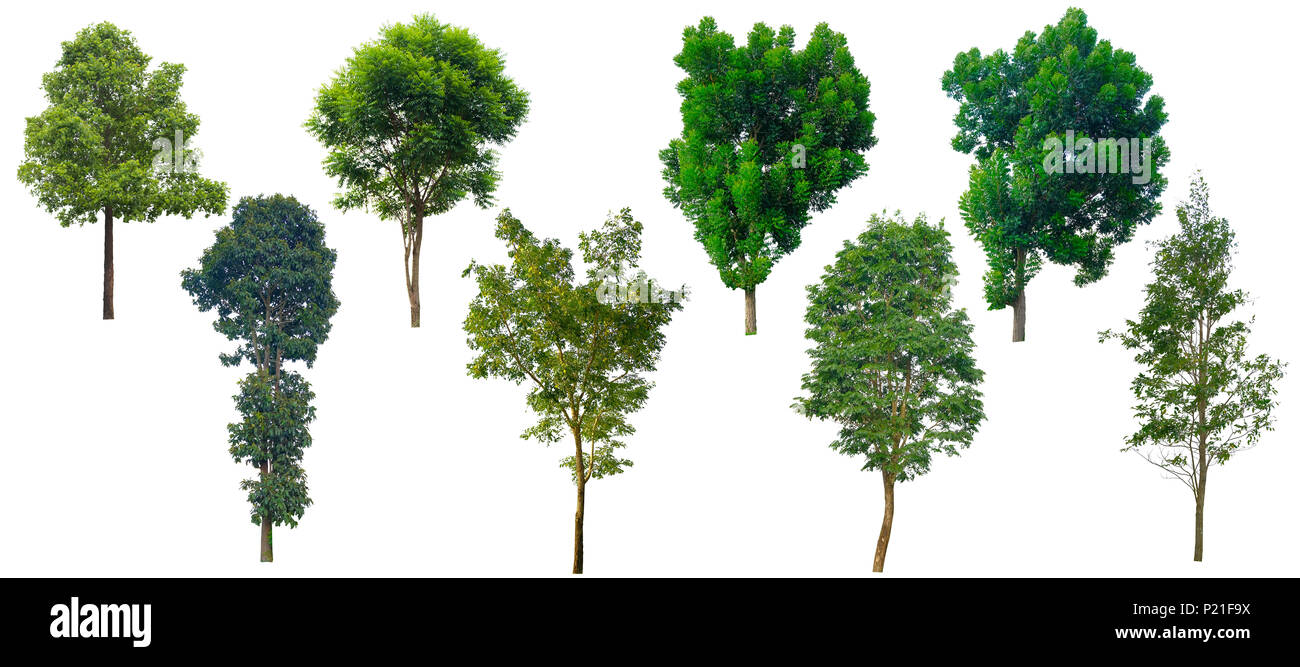 Tree isolated on a white background, Can be used a tree for part ...