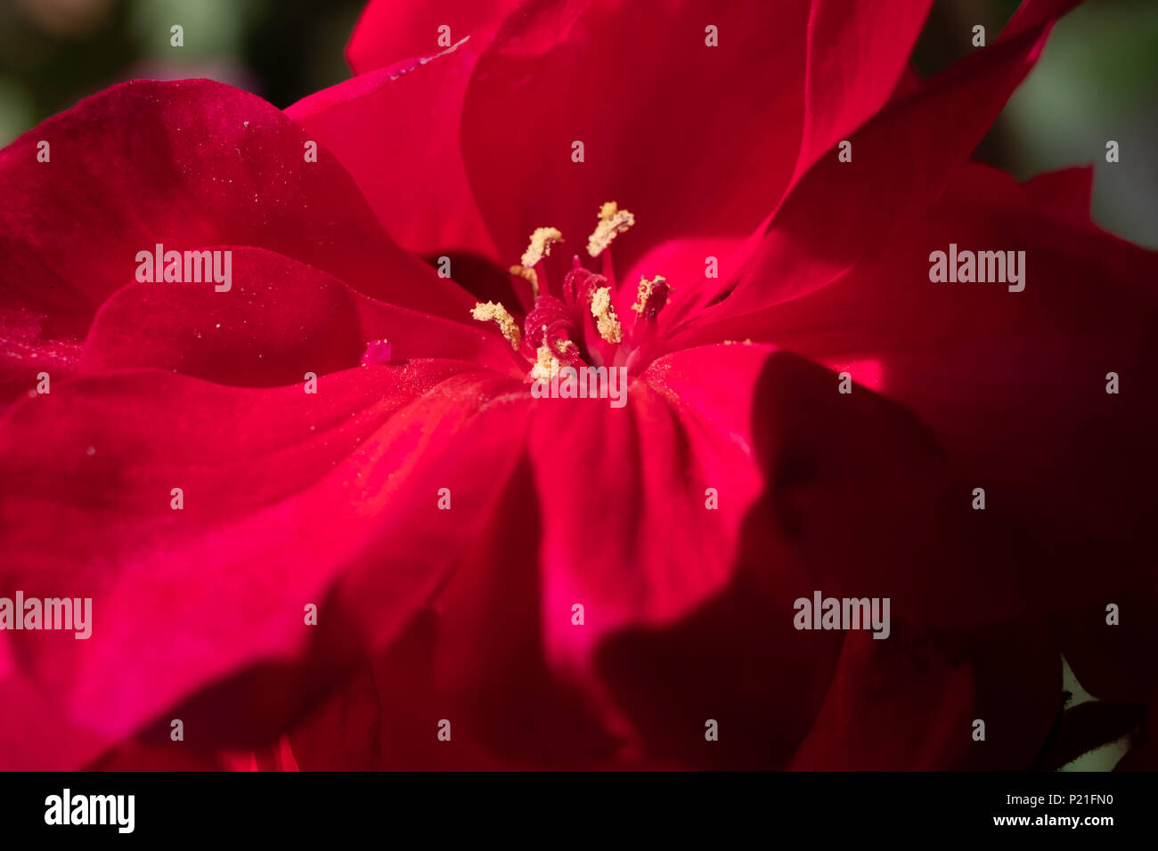 Geraniums in a country garden with close up macros of the stamens and ...