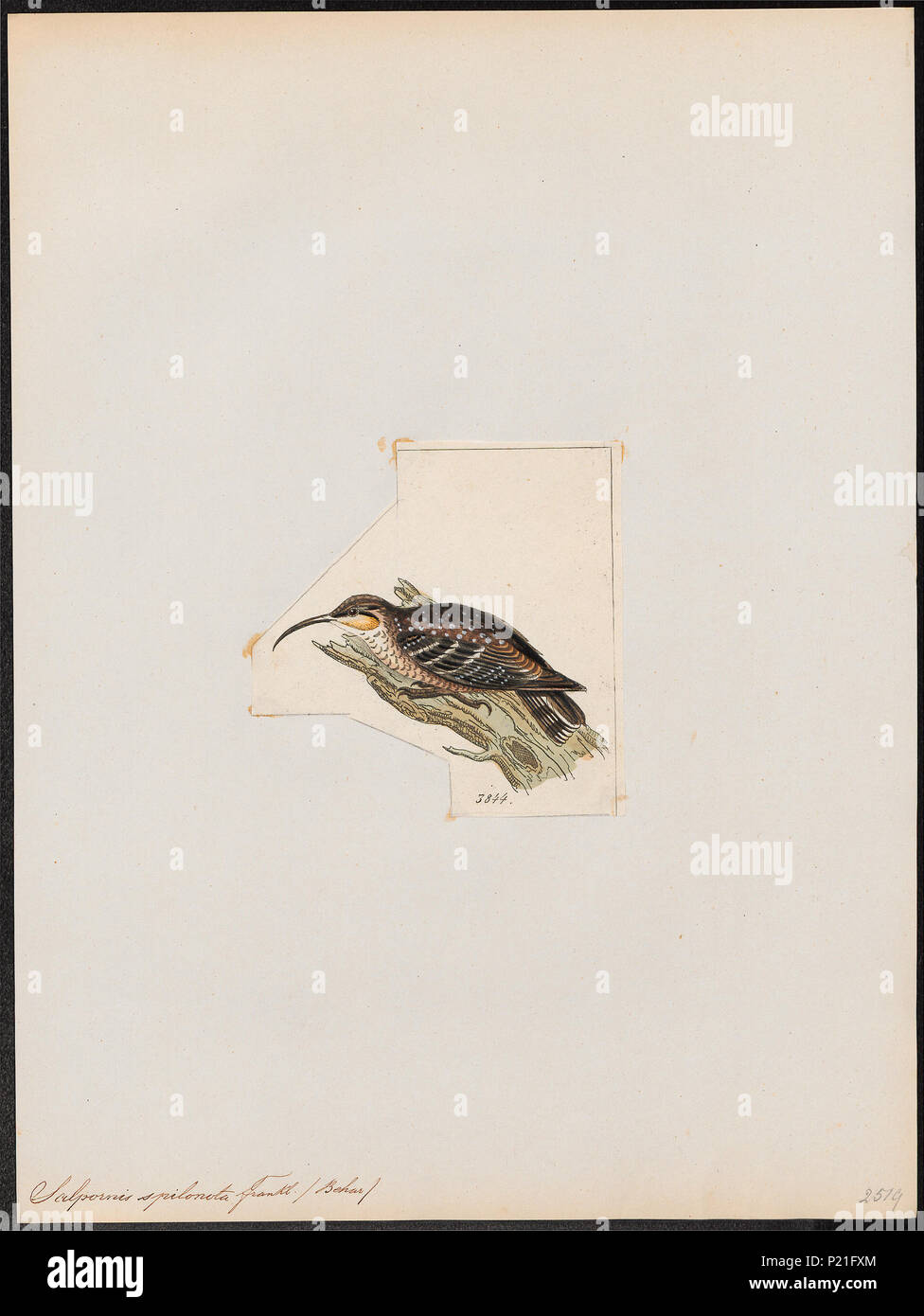 Salpornis spilonota hi-res stock photography and images - Alamy