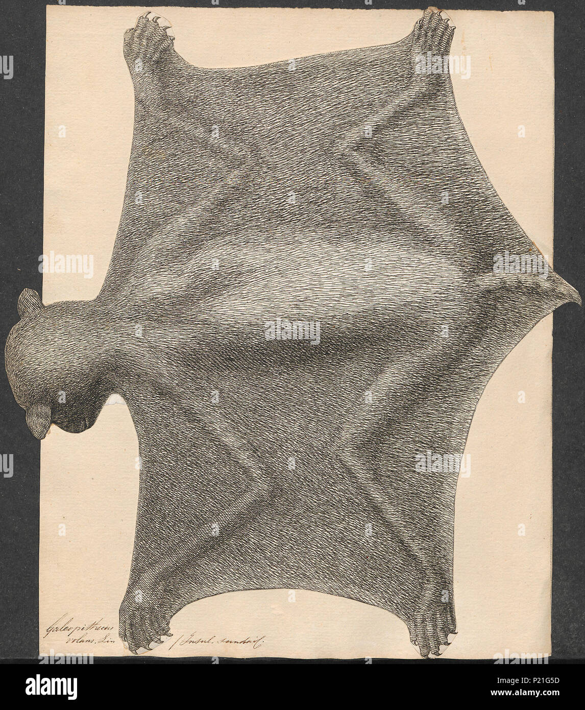 Galeopithecus hi-res stock photography and images - Alamy