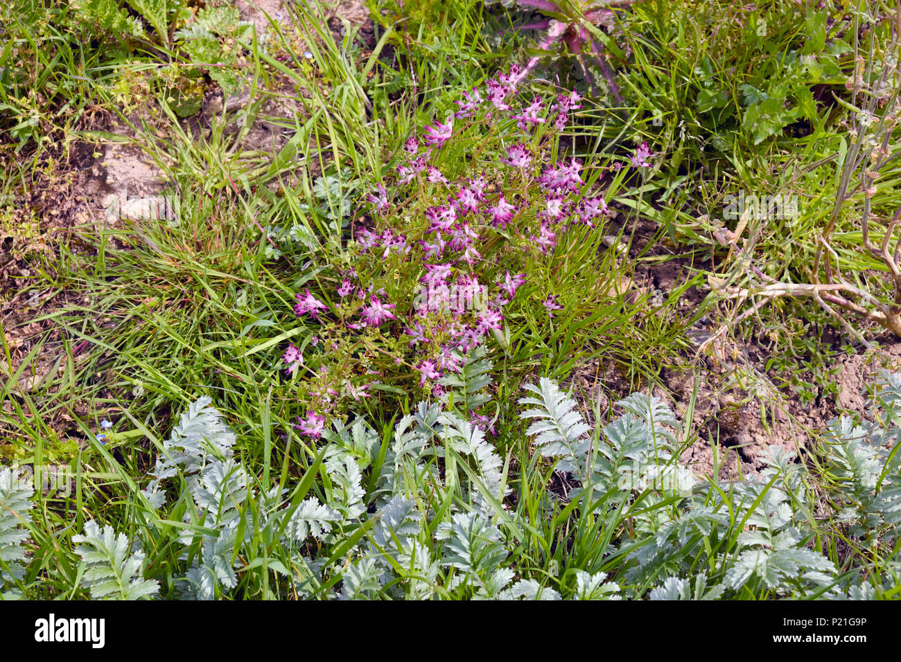 Wildflowers on the Pembrokeshire Coast Path in spring in West Wales UK ...