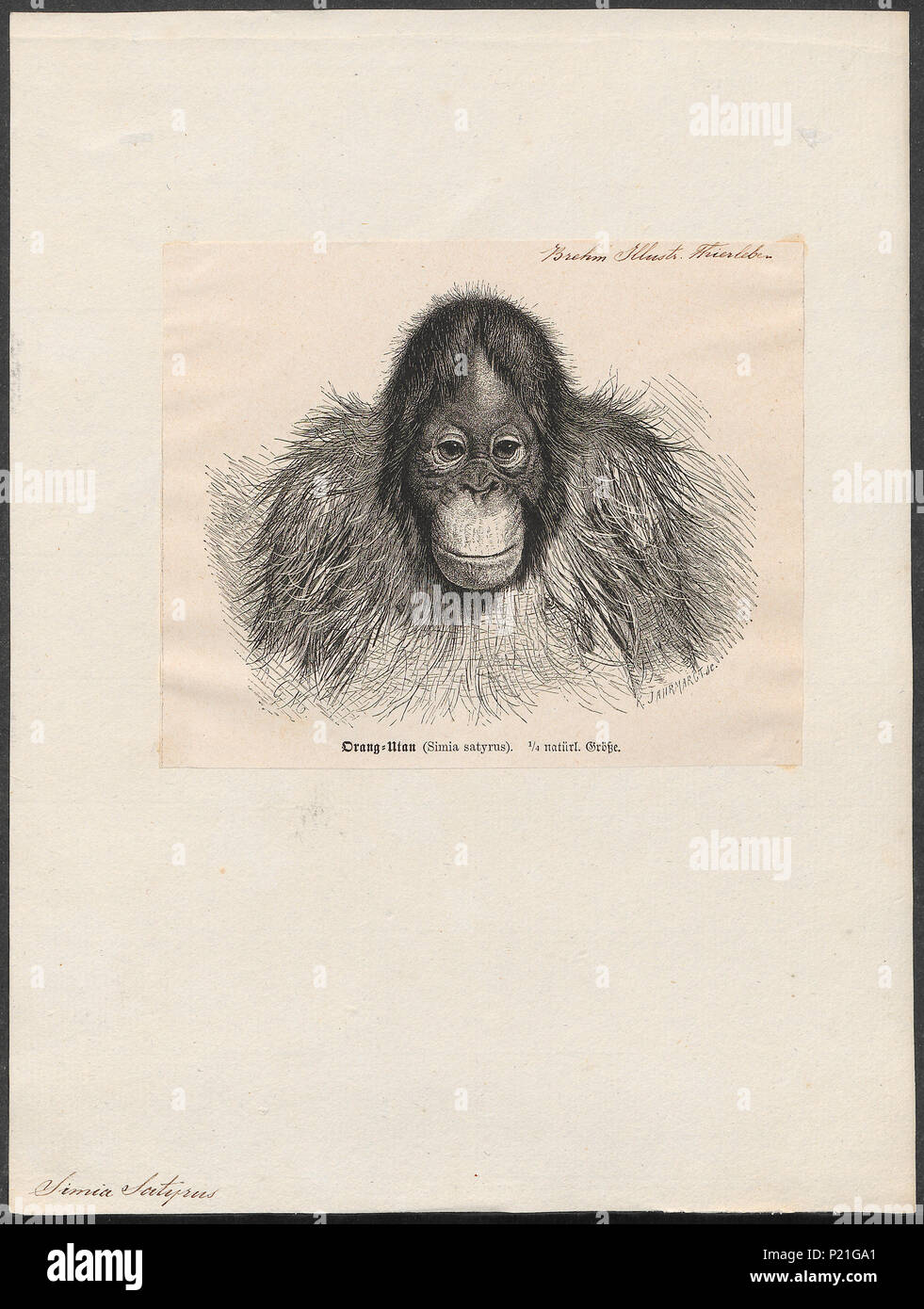 . Simia satyrus . 1879 293 Simia satyrus - 1879 - Print - Iconographia ...