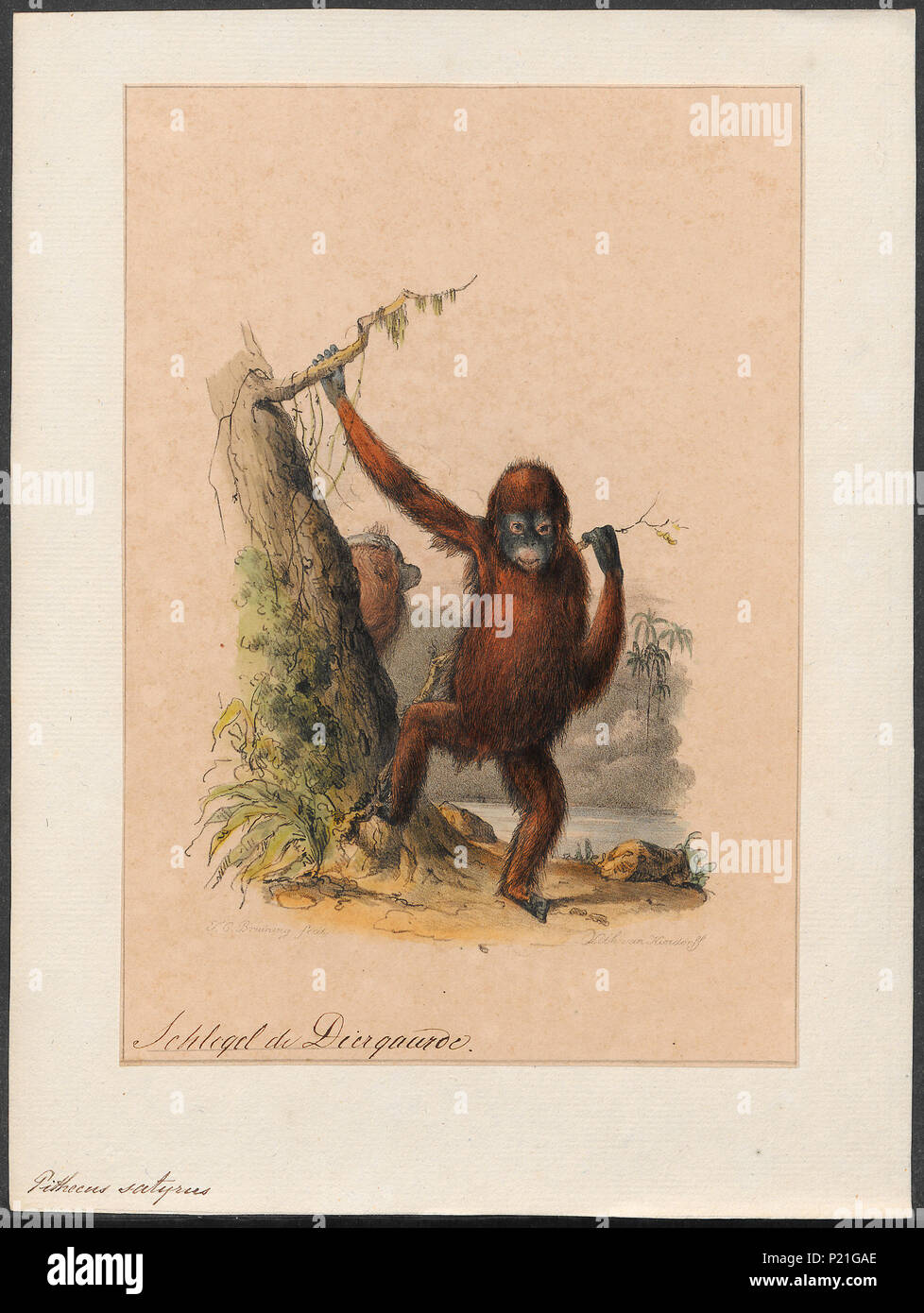 . Pithecus satyrus . between 1842 and 1849 226 Pithecus satyrus - 1842 ...