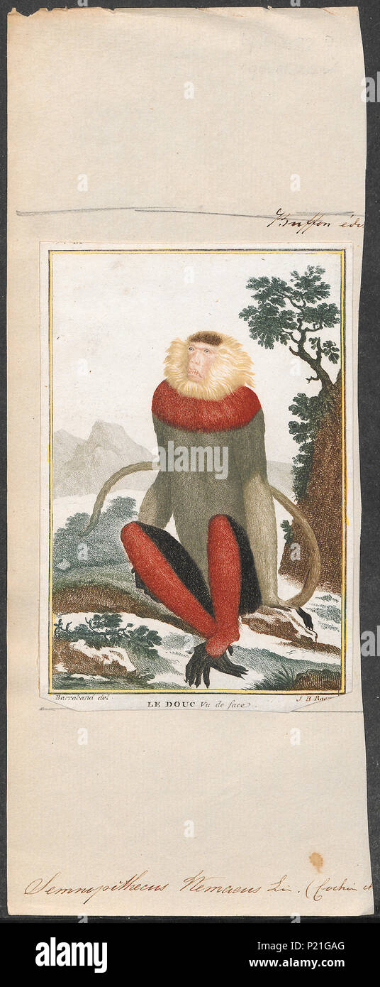 Semnopithecus nemaeus hi-res stock photography and images - Alamy