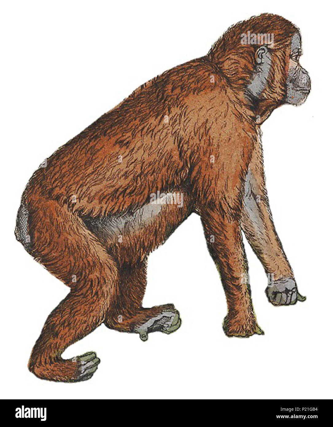 Primate primatology Cut Out Stock Images & Pictures - Alamy