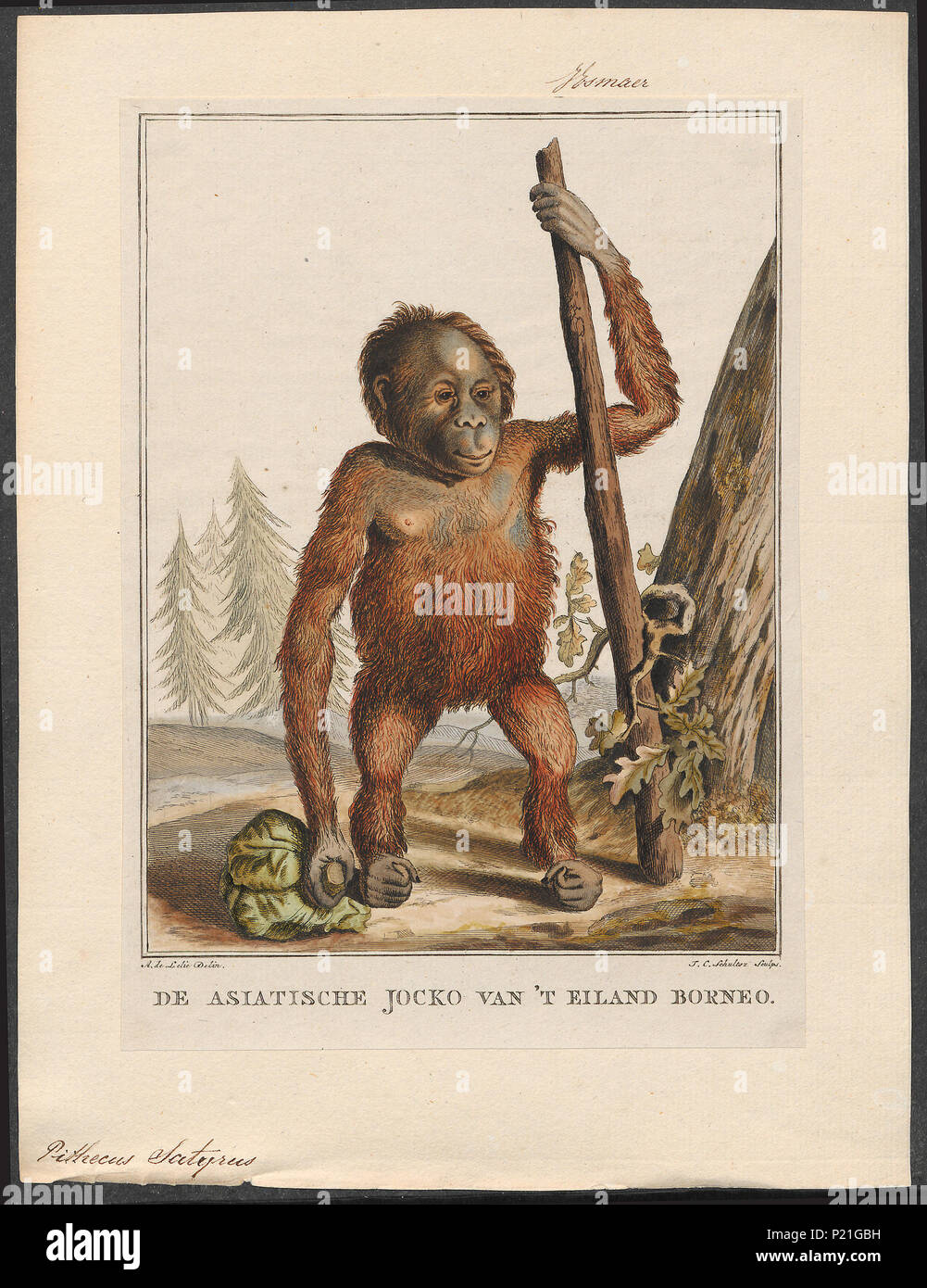 . Pithecus satyrus . between 1810 and 1819 226 Pithecus satyrus - 1810 ...