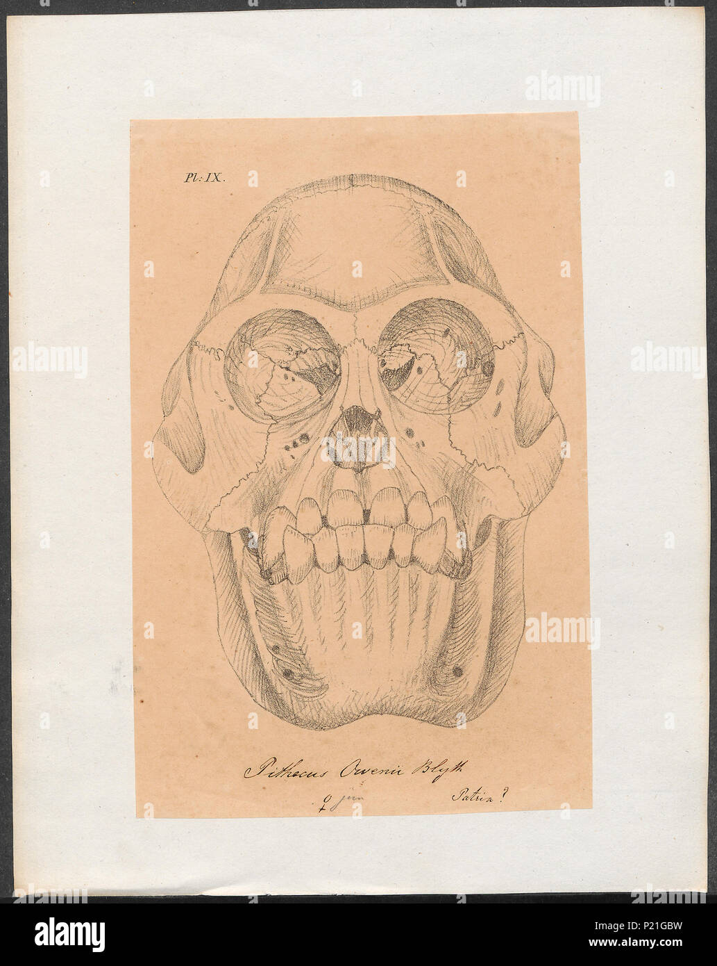 Fossil museum of comparative zoology hi-res stock photography and ...