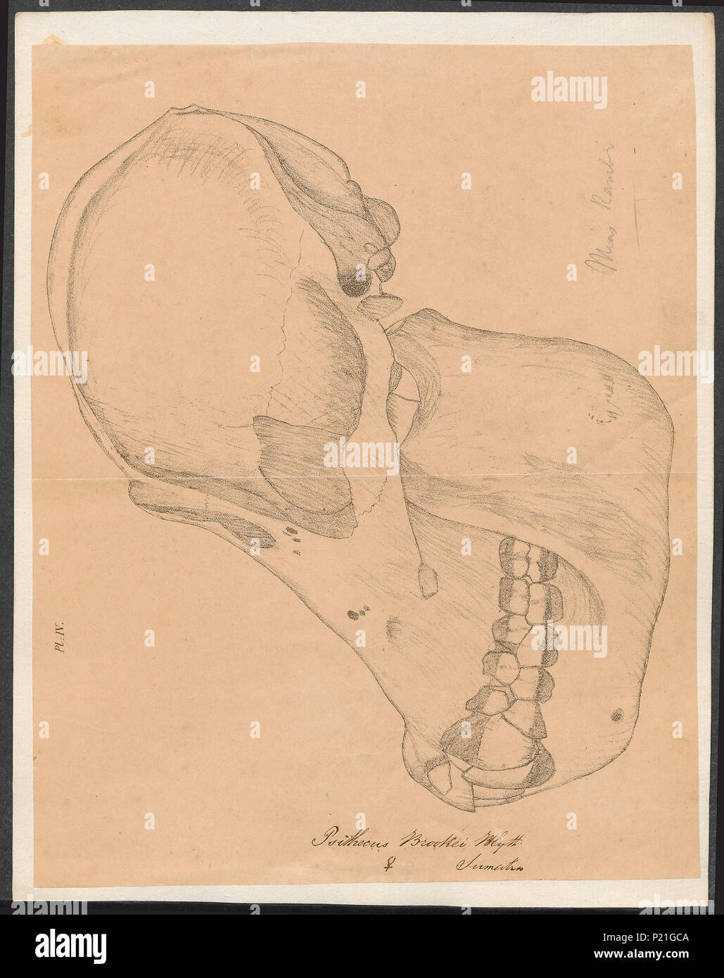 . Pithecus brookei - schedel . between 1700 and 1880 226 Pithecus ...