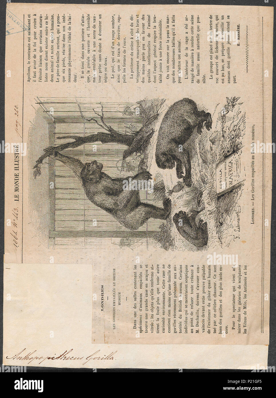 . Anthropopithecus gorilla . 1864 19 Anthropopithecus gorilla - 1864 ...