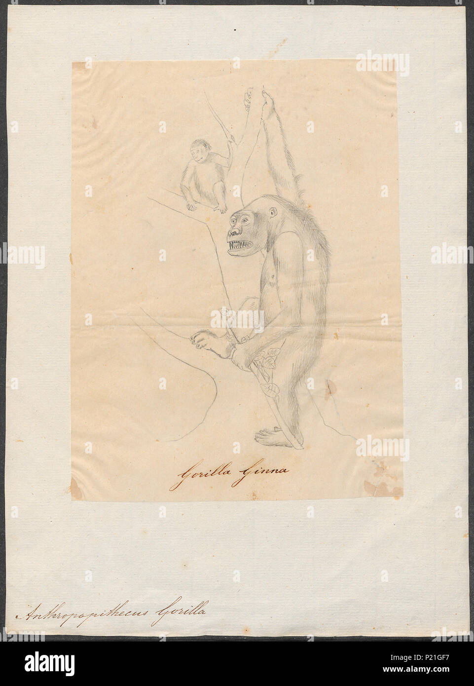 Anthropopithecus hi-res stock photography and images - Alamy