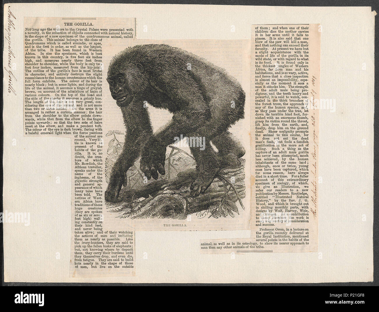 Anthropopithecus gorilla hi-res stock photography and images - Alamy
