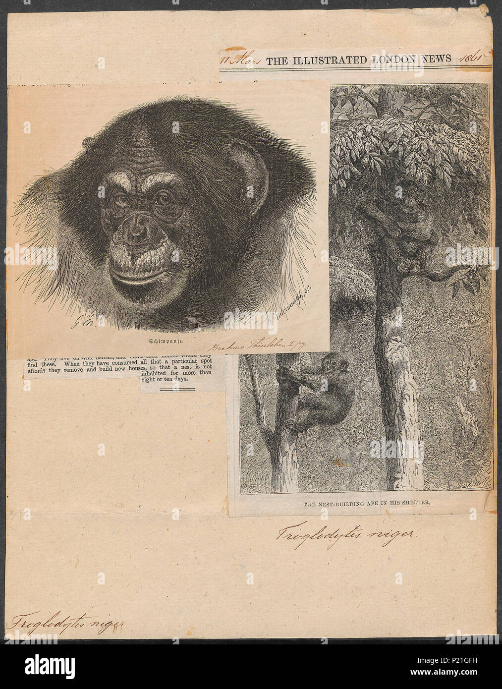 Troglodytes niger hi-res stock photography and images - Alamy