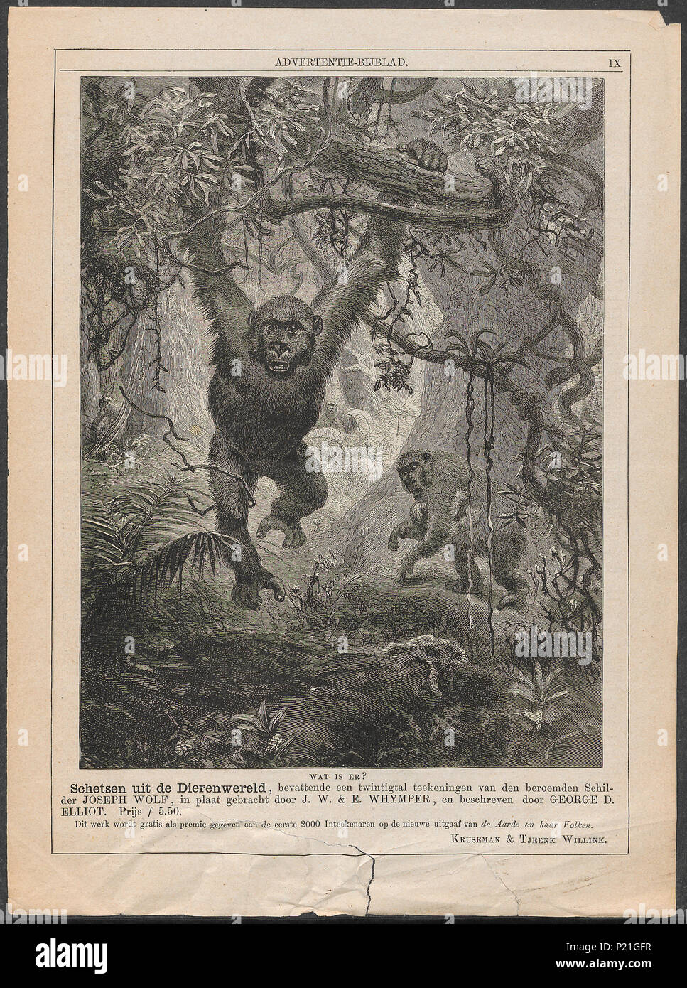 Troglodytes niger hi-res stock photography and images - Alamy