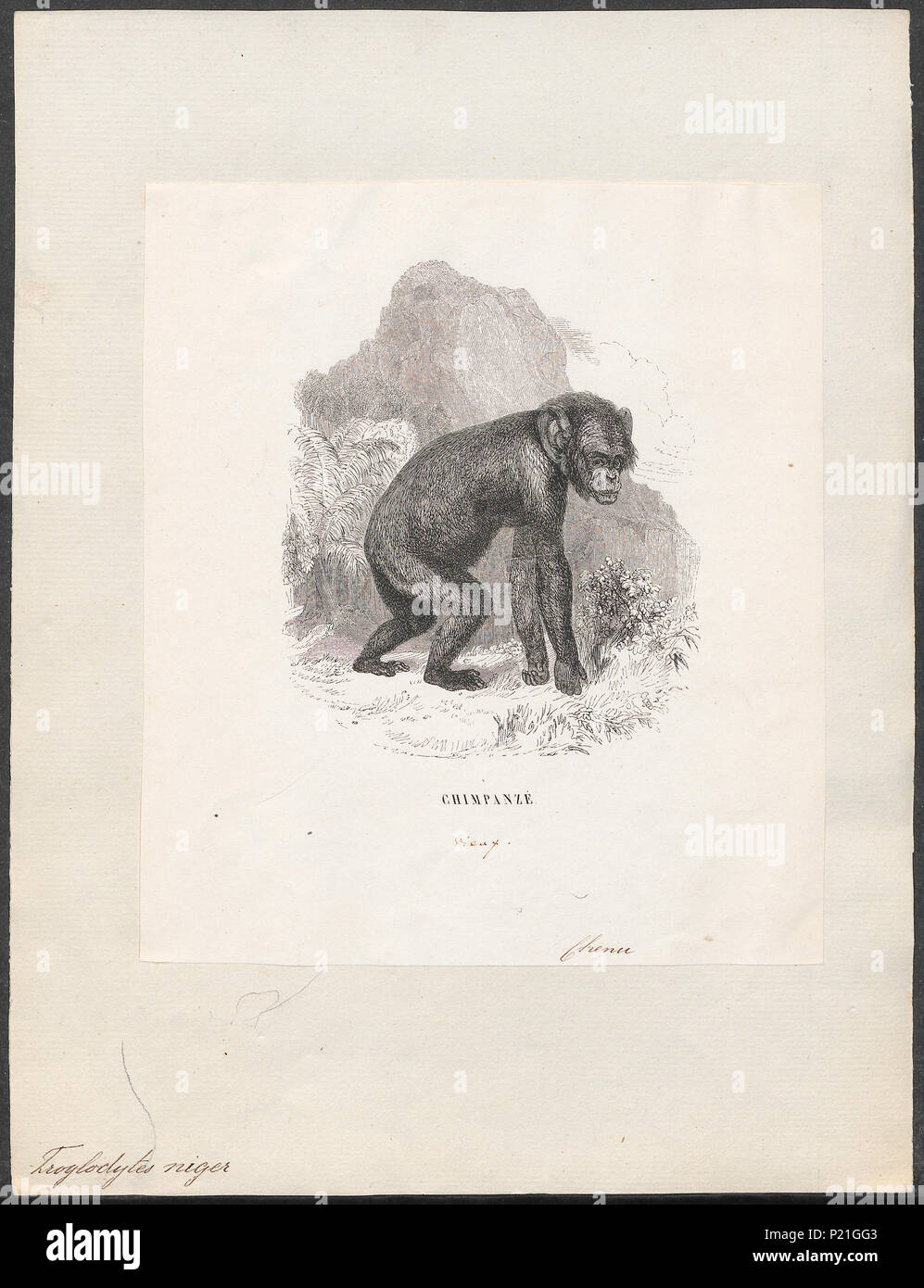 Troglodytes niger hi-res stock photography and images - Alamy