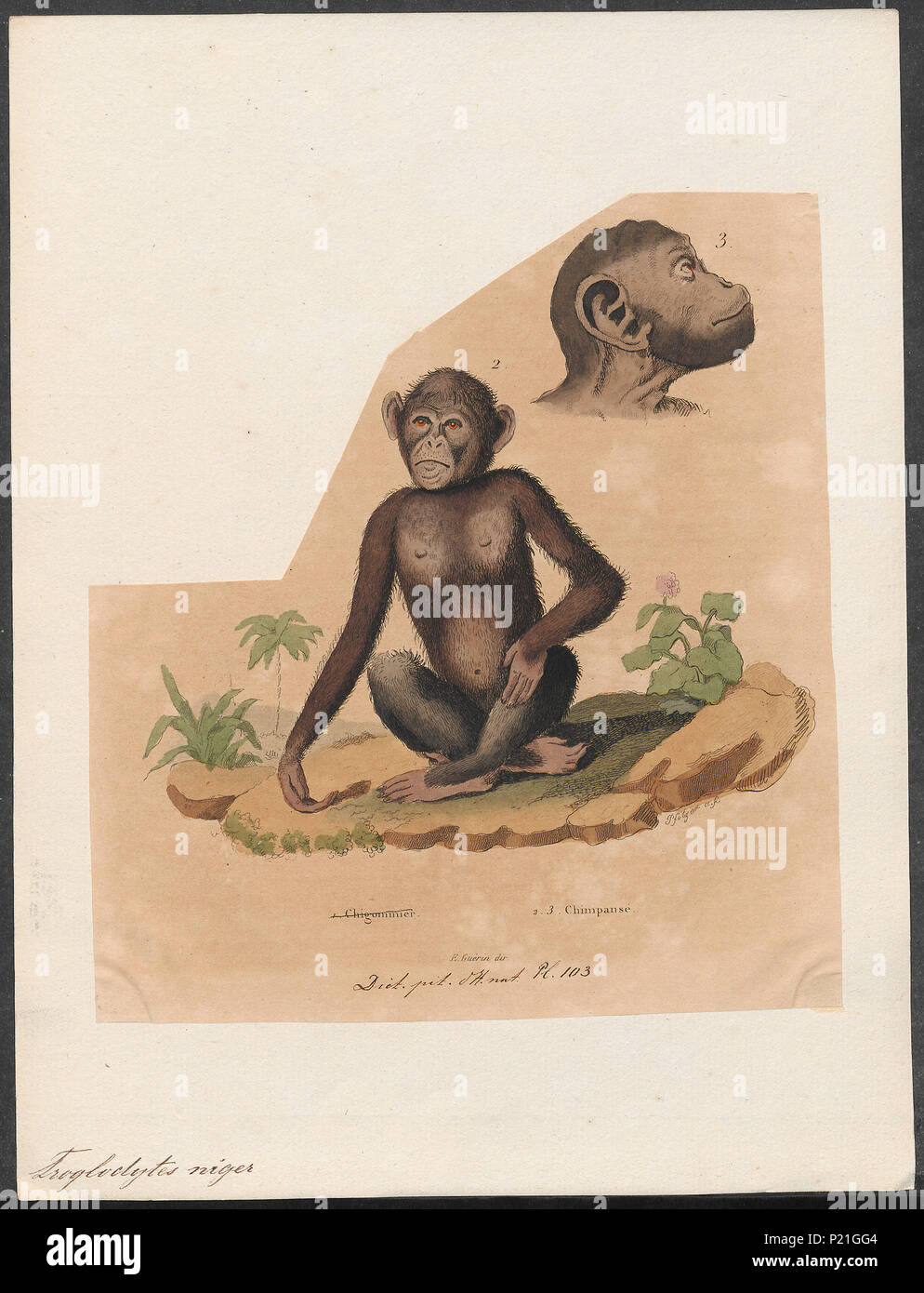 Troglodytes niger hi-res stock photography and images - Alamy