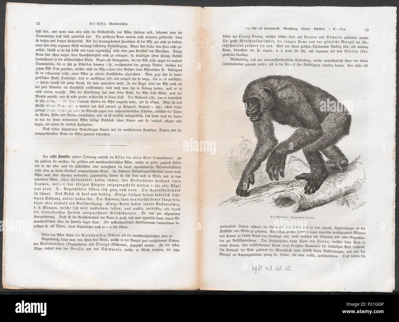 . Troglodytes gorilla . between 1700 and 1880 311 Troglodytes gorilla ...