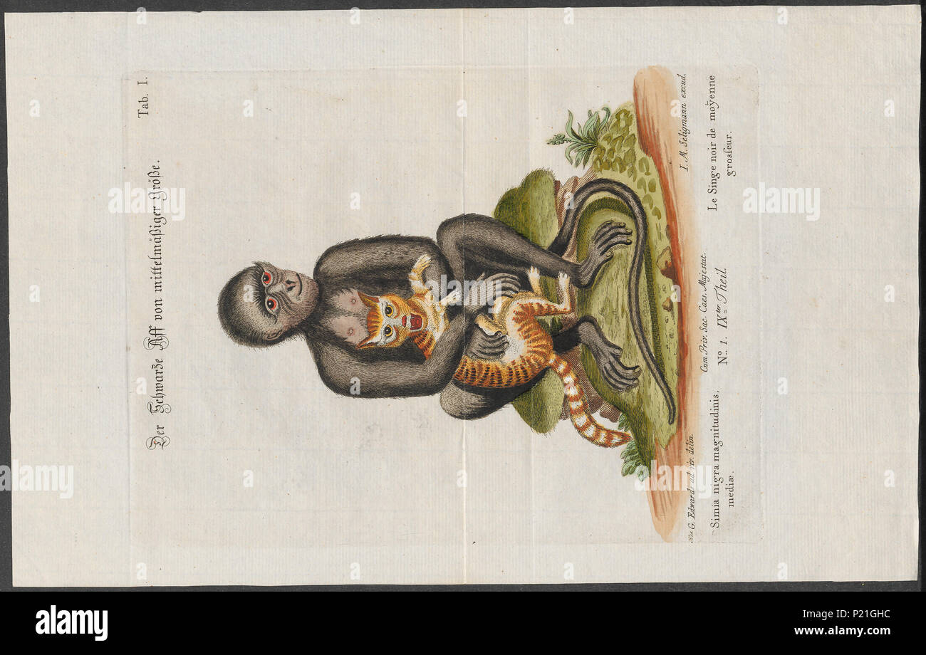 287 Semnopithecus maurus - 1700-1880 - Print - Iconographia Zoologica ...