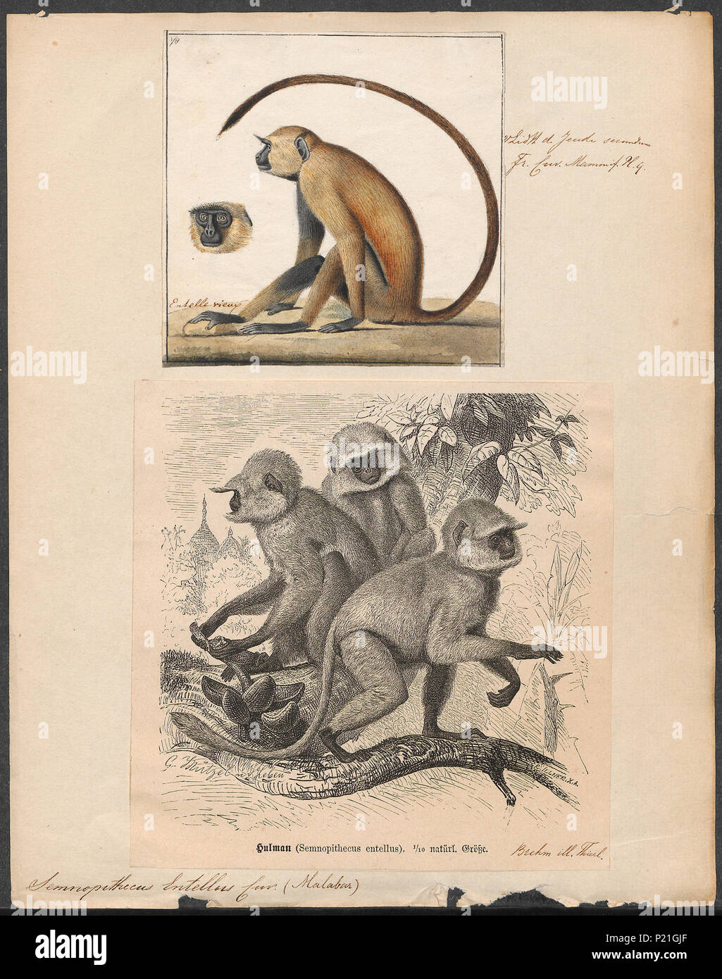 . Semnopithecus entellus . between 1700 and 1880 287 Semnopithecus ...