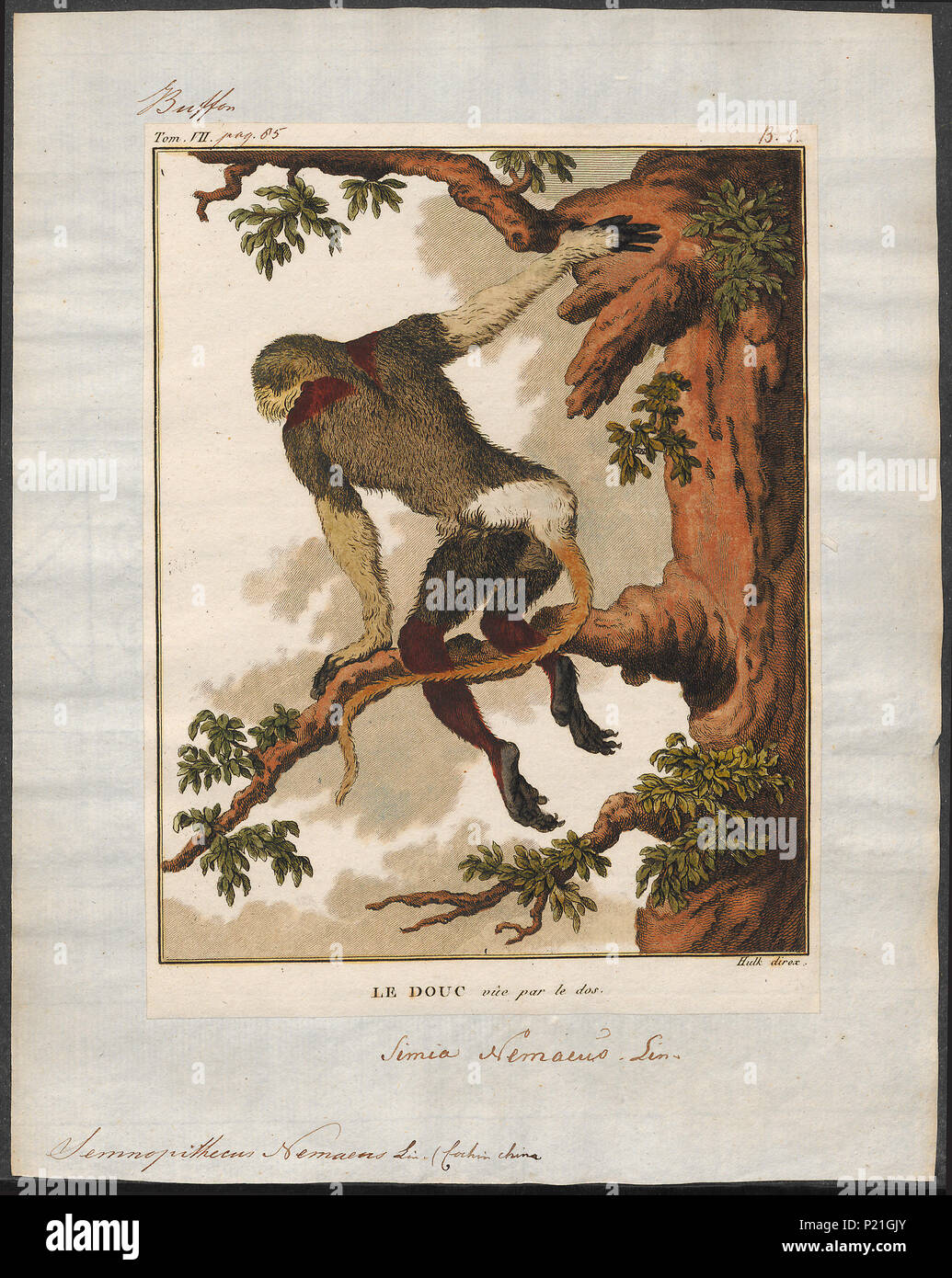 Semnopithecus nemaeus hi-res stock photography and images - Alamy