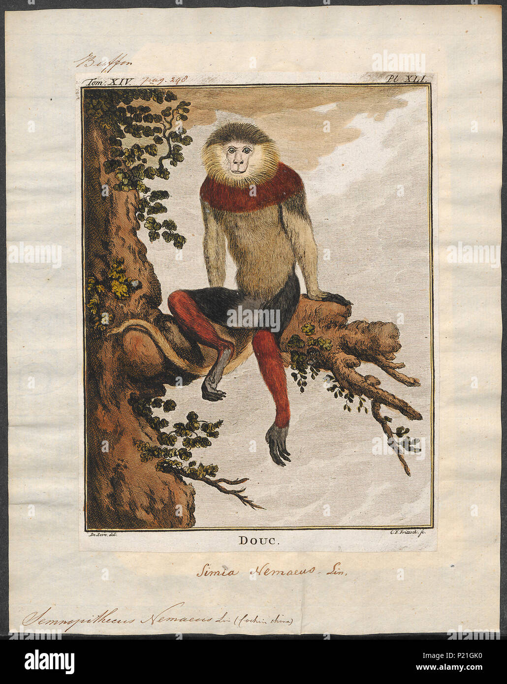 Semnopithecus nemaeus hi-res stock photography and images - Alamy