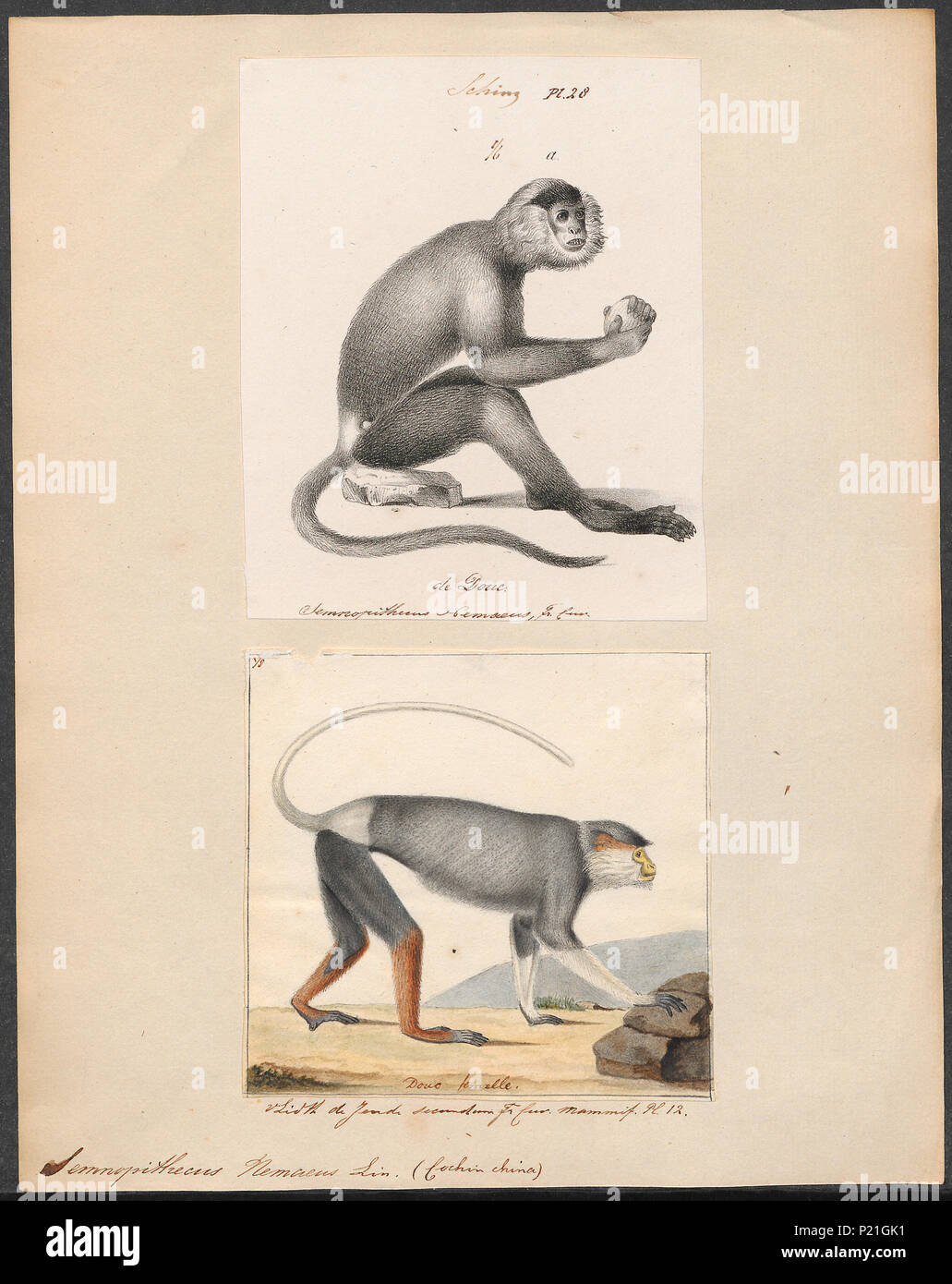 Semnopithecus nemaeus hi-res stock photography and images - Alamy
