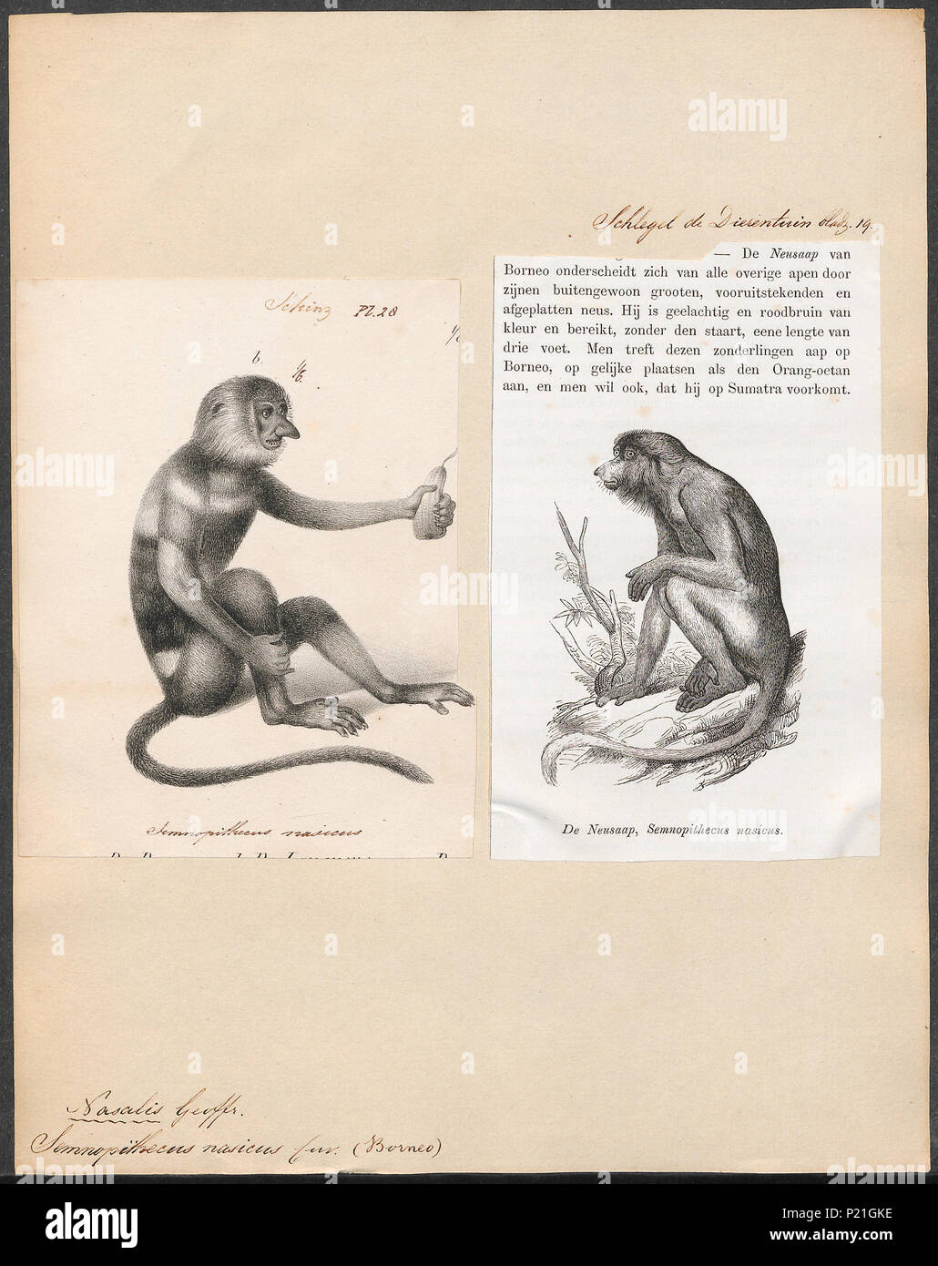 Semnopithecus nasicus hi-res stock photography and images - Alamy