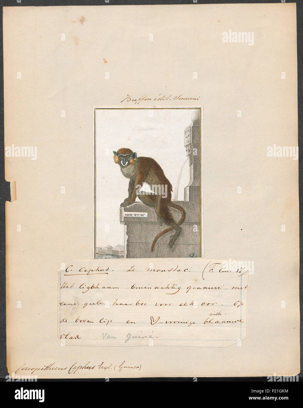 . Cercopithecus cephus . between 1700 and 1880 56 Cercopithecus cephus ...
