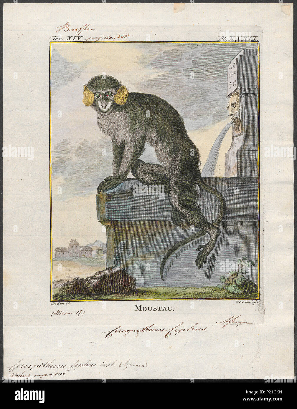 Cercopithecus genus hi-res stock photography and images - Alamy